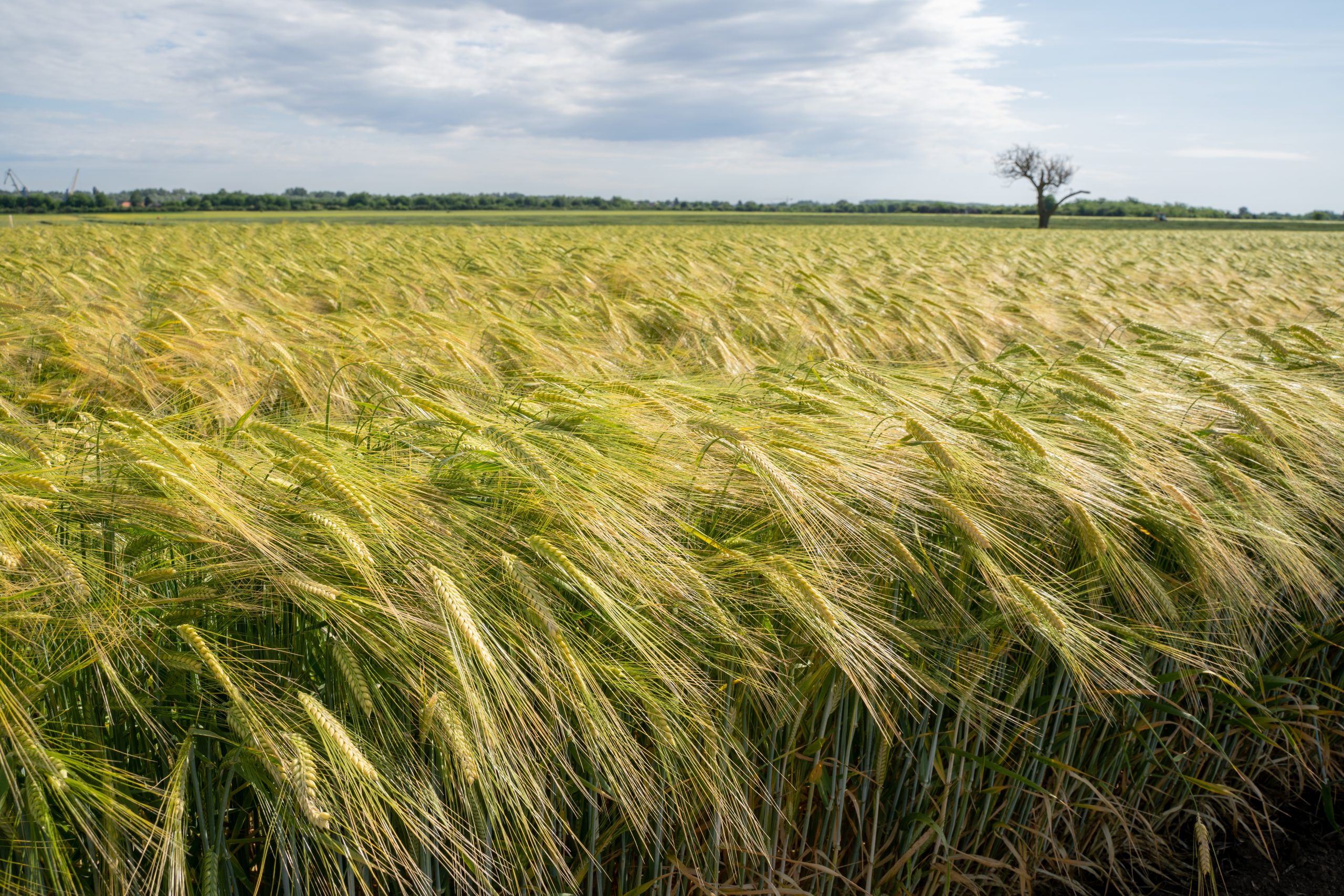 Publications | AGRO MASTER